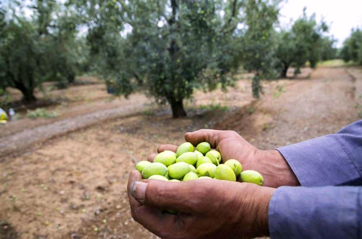Χαλκιδική: Κίνδυνος για τη συγκομιδή ελιάς στην Ορμύλια λόγω έλλειψης ...